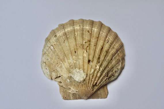Large Fossilized Scallop Shell Chesapeake Bay Fossil Scallop | Etsy