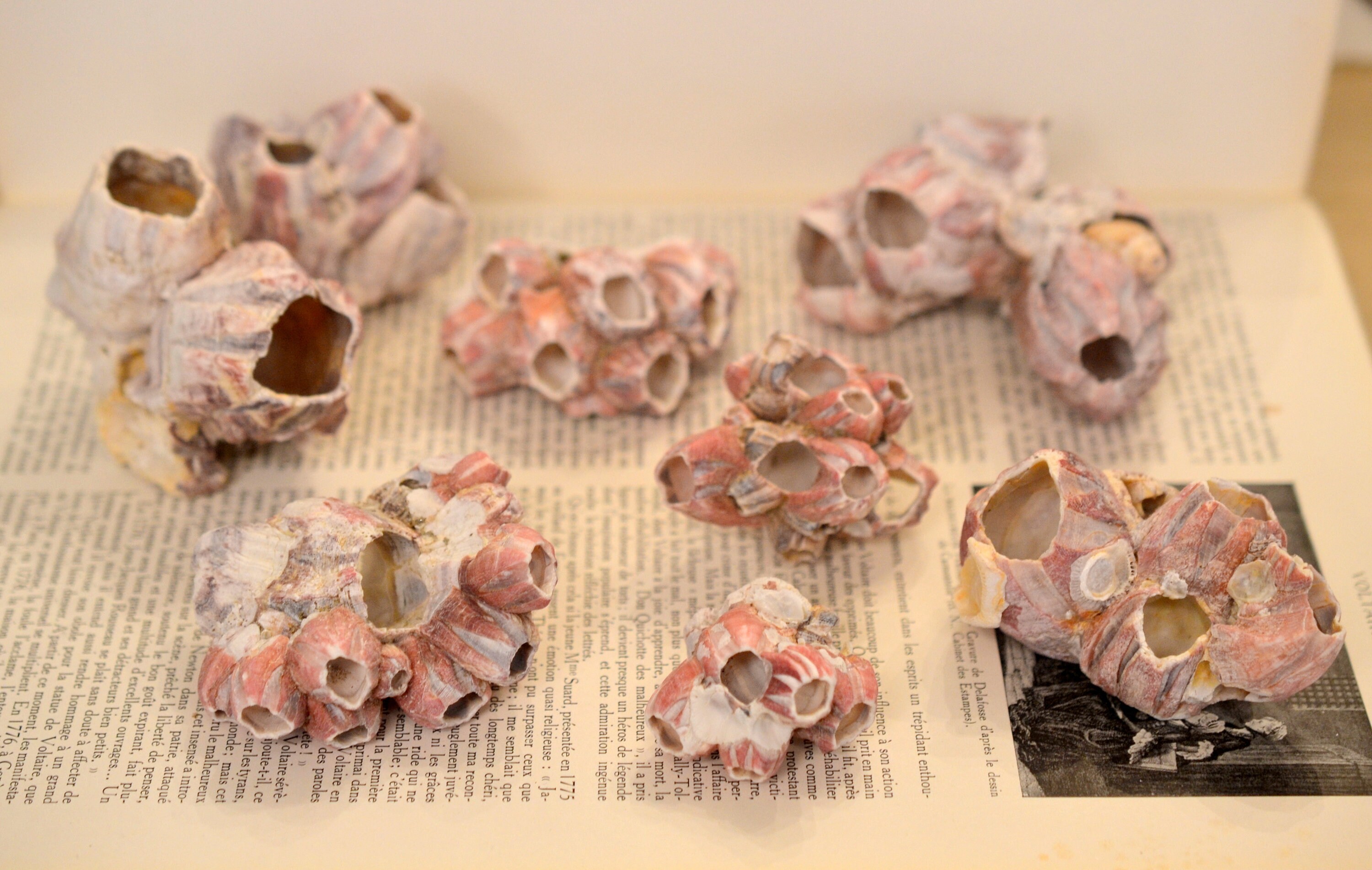 Collection of Pink Acorn Barnacles Seashore Decor Pink | Etsy