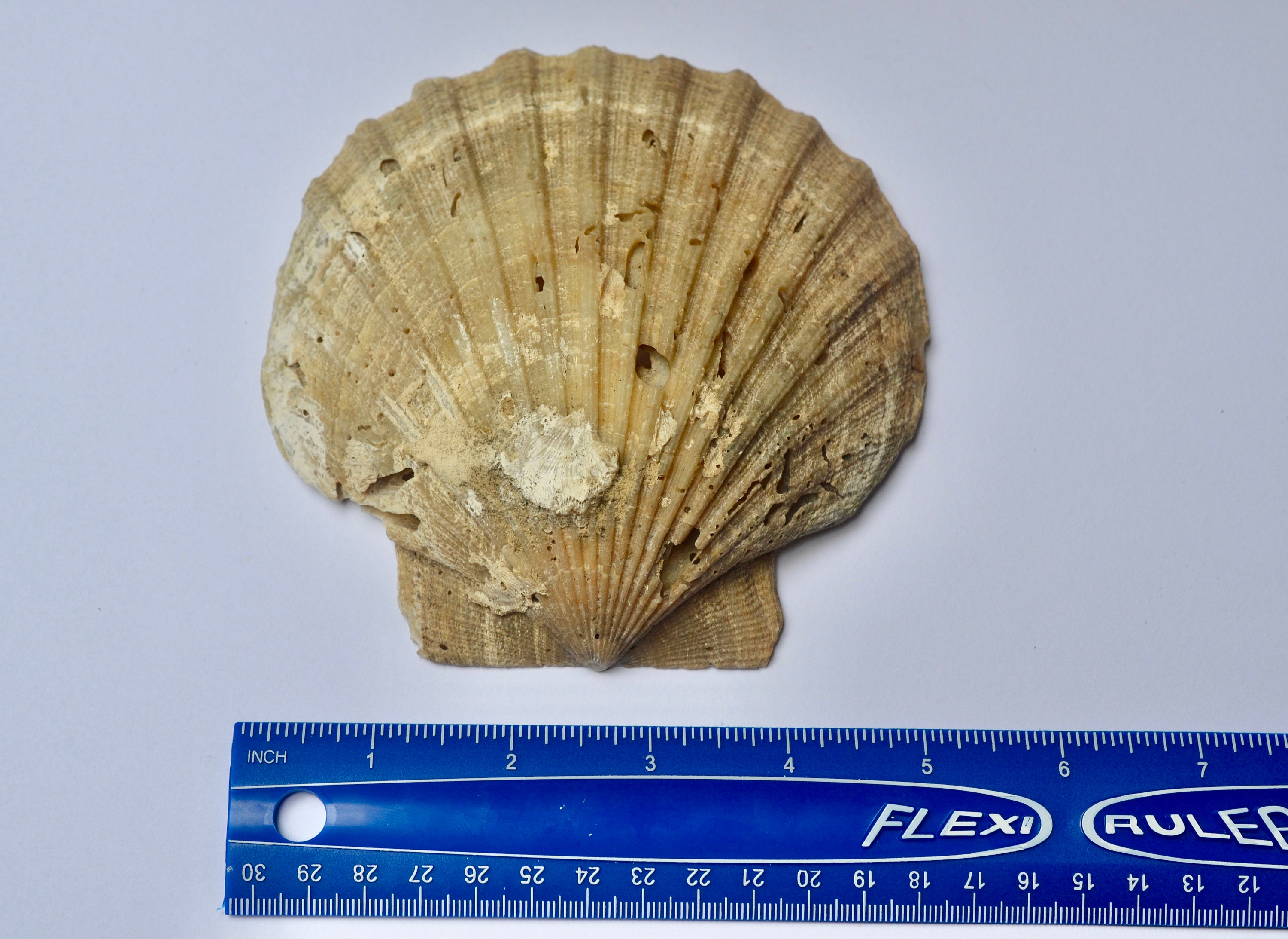 Large Fossilized Scallop Shell, Chesapeake Bay Fossil Scallop Shell ...