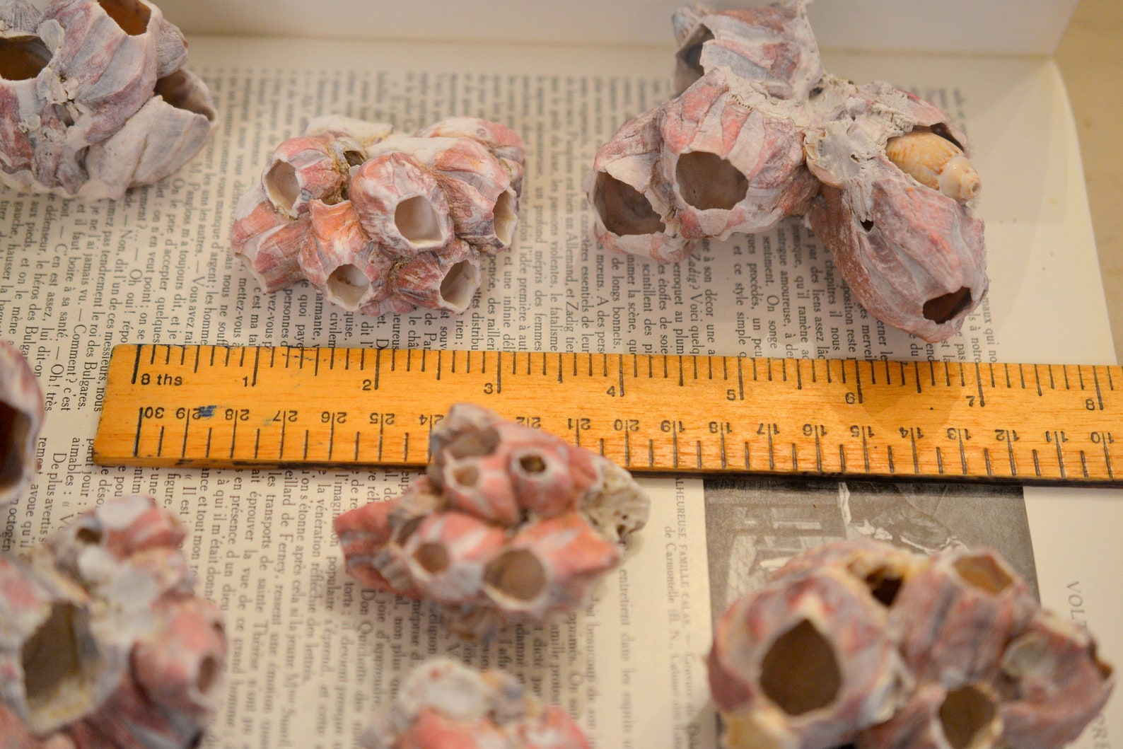 Collection of Pink Acorn Barnacles Seashore Decor Pink | Etsy