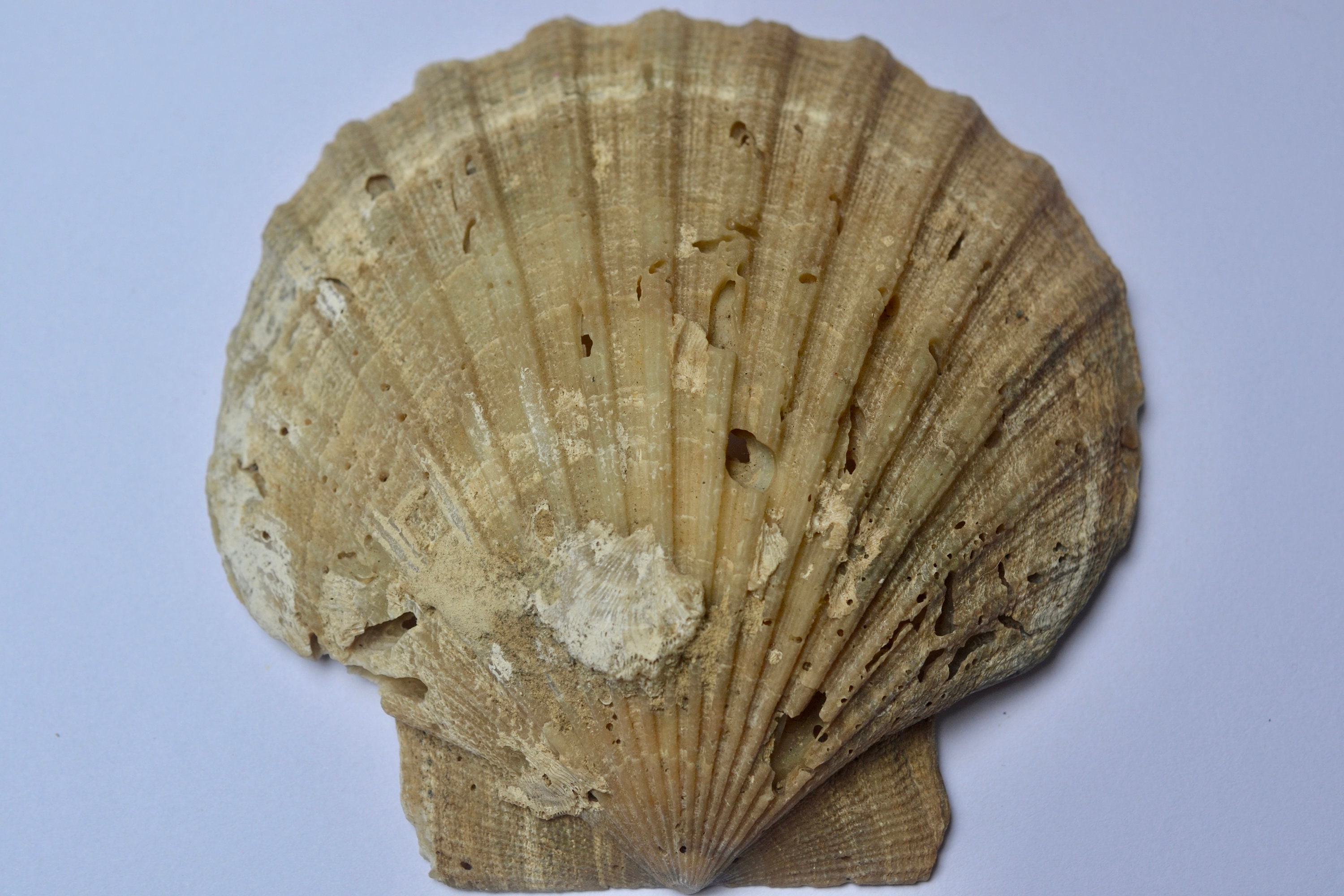 Large Fossilized Scallop Shell, Chesapeake Bay Fossil Scallop Shell ...