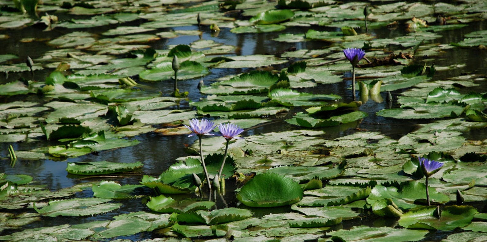 Blue Lotus Attar, Exquisite Blue Lotus Attar: A Fragrant Elixir for ...