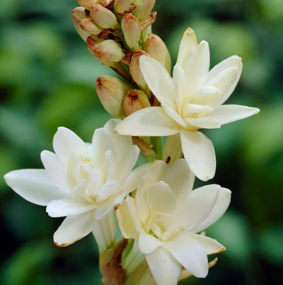 Tuberose Hydrosol, Premium Grade, 4 Oz, India, polyanthes Tuberosa - Etsy