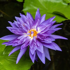Blue Lotus Attar, Exquisite Blue Lotus Attar: A Fragrant Elixir for ...