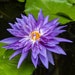 Blue Lotus Attar, Exquisite Blue Lotus Attar: A Fragrant Elixir for ...