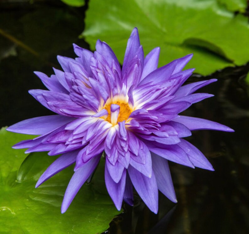 Blue Lotus Attar, Exquisite Blue Lotus Attar: A Fragrant Elixir for ...