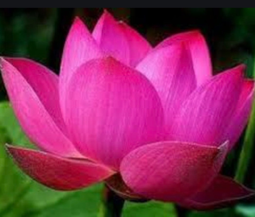 Pink Lotus Attar, India, 100% Pure, Natural Lotus Perfume, Lotus Oil - Etsy