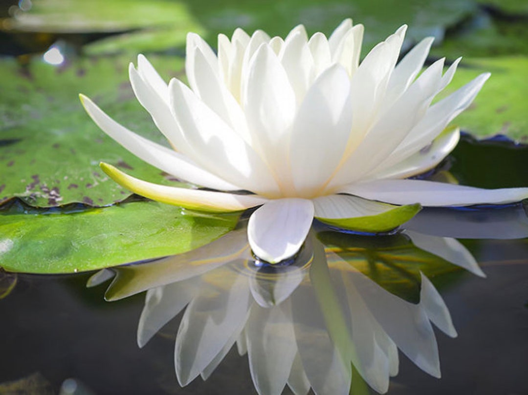 White Lotus Absolute, White Lotus Essential Oil (nelumbo Nucifera ...