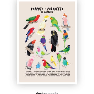 Parrots Chart, Parrots and Parakeets Identification Chart, Birds Chart ...