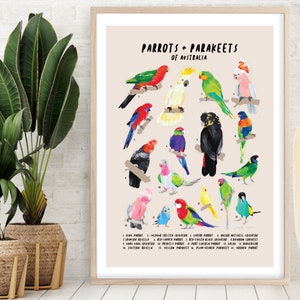 Parrots Chart, Parrots and Parakeets Identification Chart, Birds Chart ...