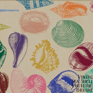 Sea Shell Photoshop Brushes Vintage Beach Sea Shells Digital Stamps ...