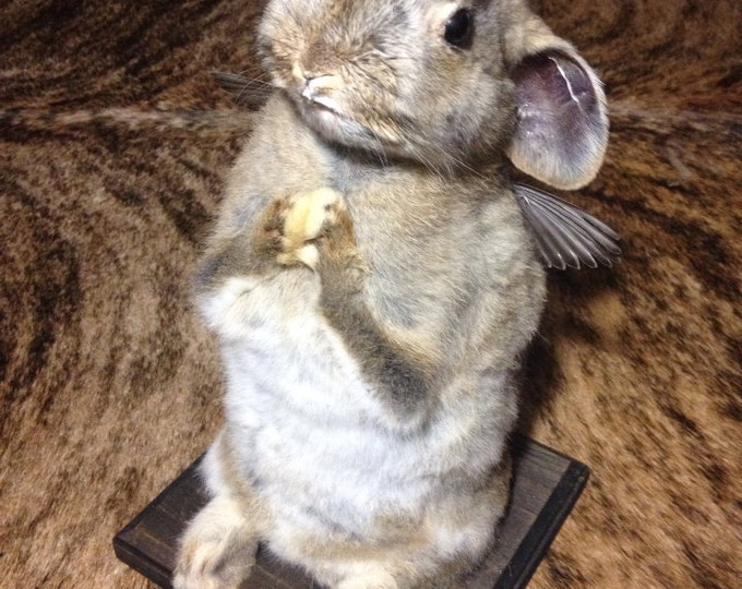 Taxidermy Rabbit Full Mount W/ Angel Wings - Etsy