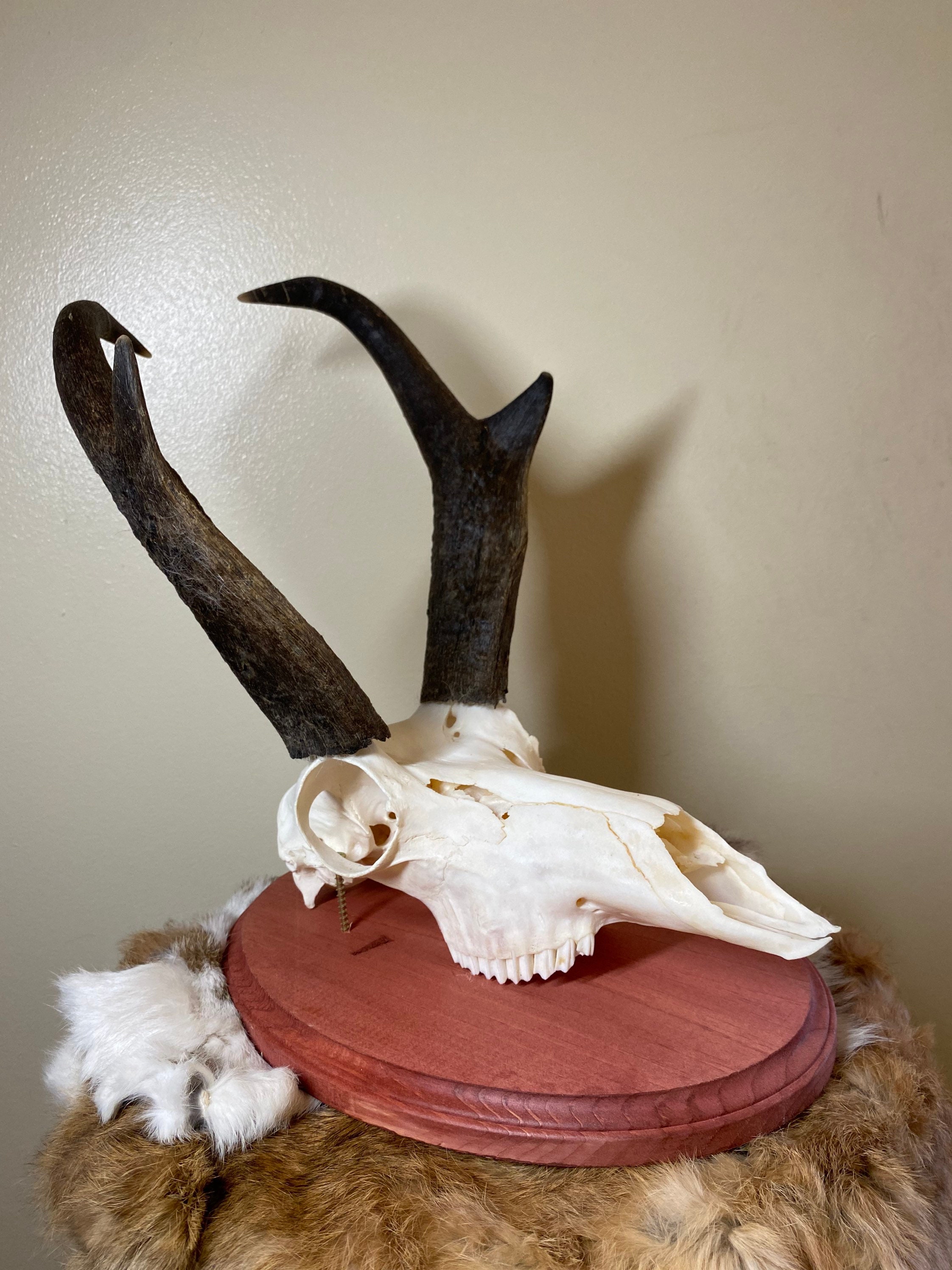 Antelope Mount for sale | Only 4 left at -60%