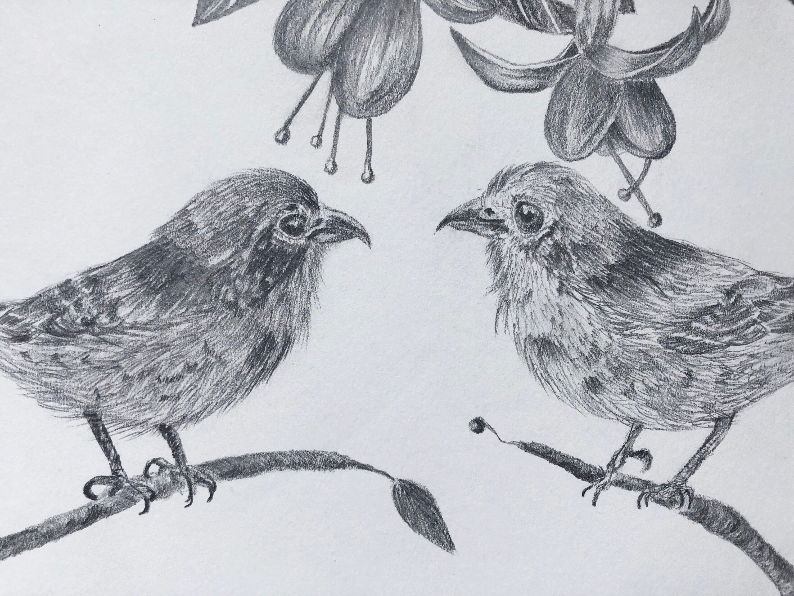 Drawing of Two Birds Graphite Art. Frame Option Available. - Etsy UK