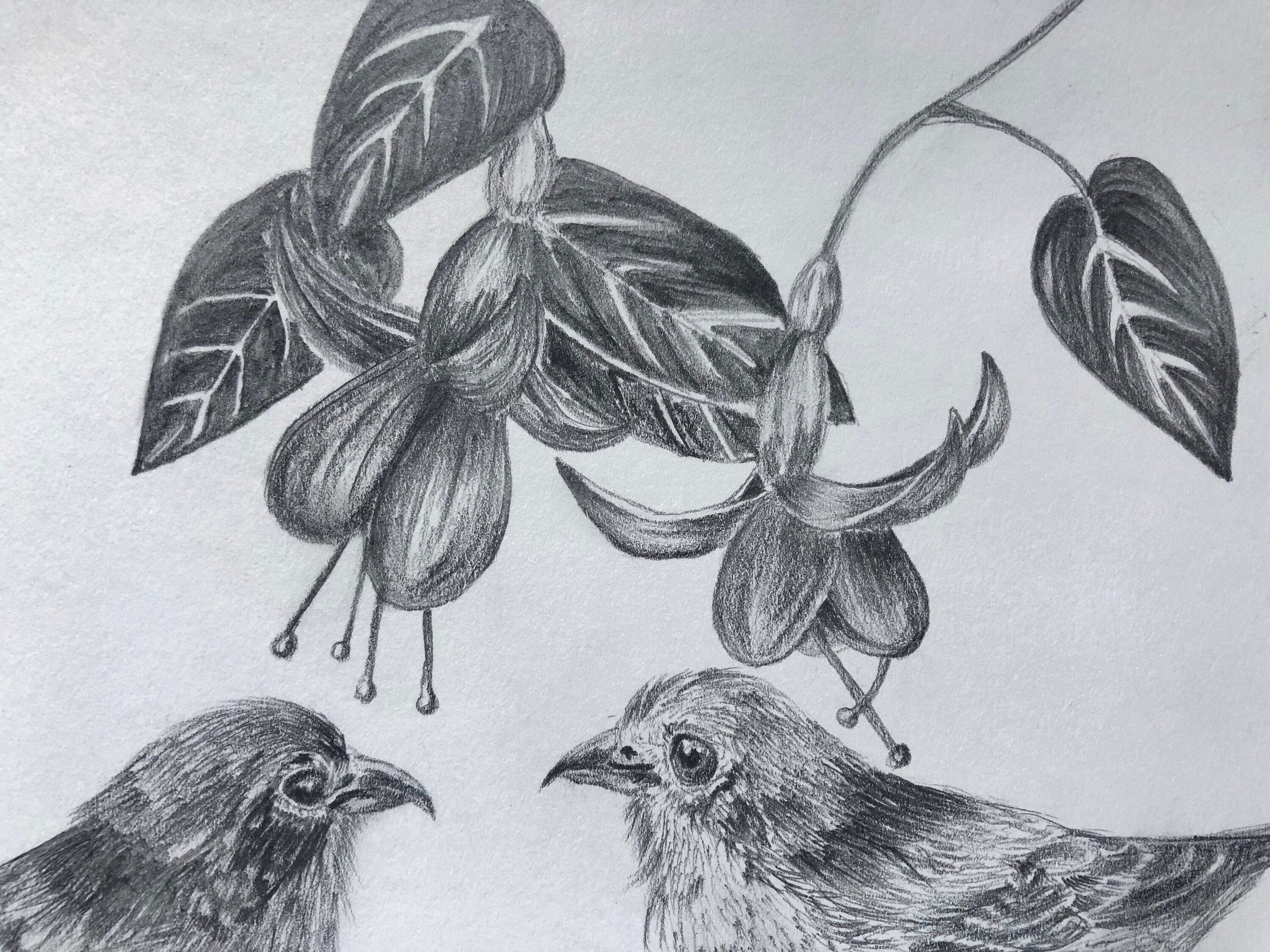 graphite art Frame option available. Drawing of two birds Pet Supplies ...