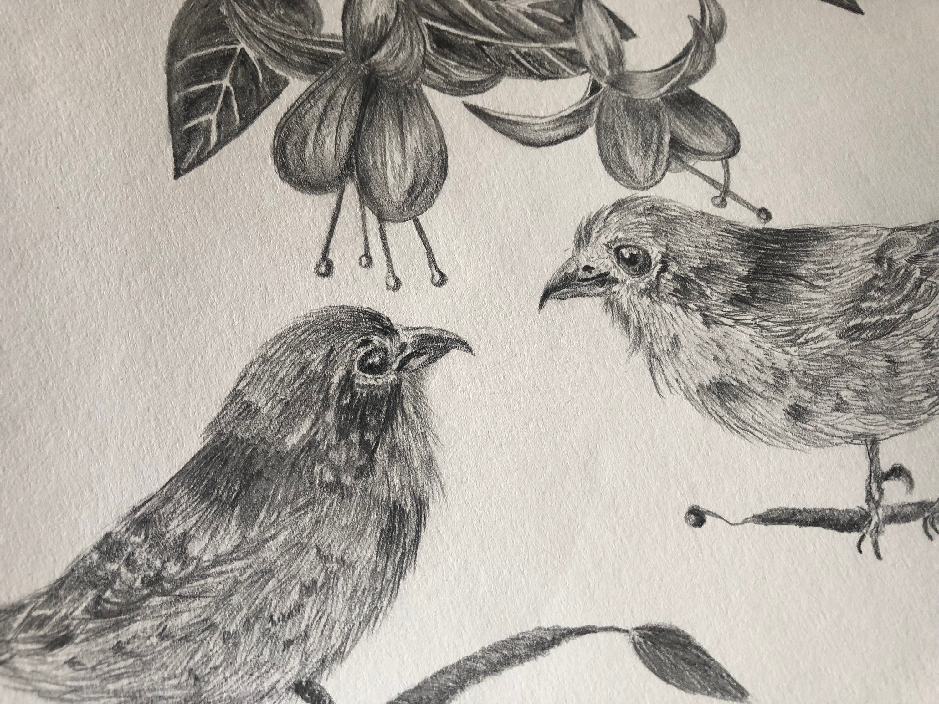 graphite art Frame option available. Drawing of two birds Pet Supplies ...