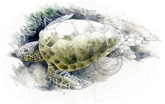 Items similar to Loggerhead Turtle watercolour - wildlife art - nature ...