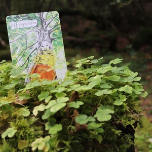 Final Stock! Tree Wisdom Cards With New Rigid Box - Etsy