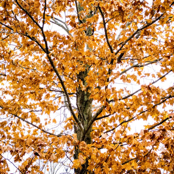 Autumn Tree Branch - Etsy