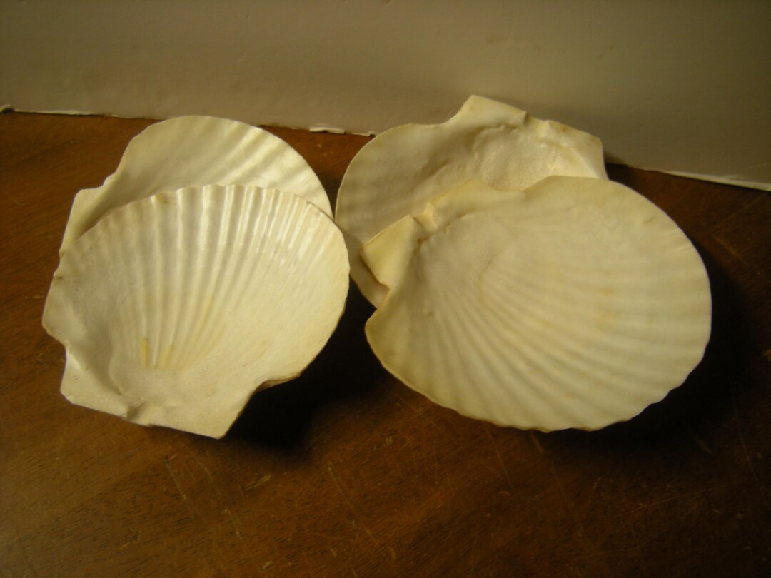 4 Scallop Shells-large Shells-7 Inc Shells-crafts-art-home and Living ...