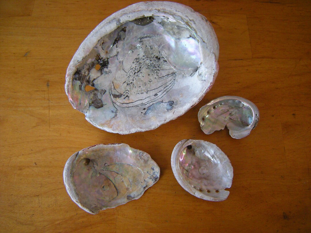 Abalone Shells-raw Material-supply-crafts-mobile-art-assemblage ...