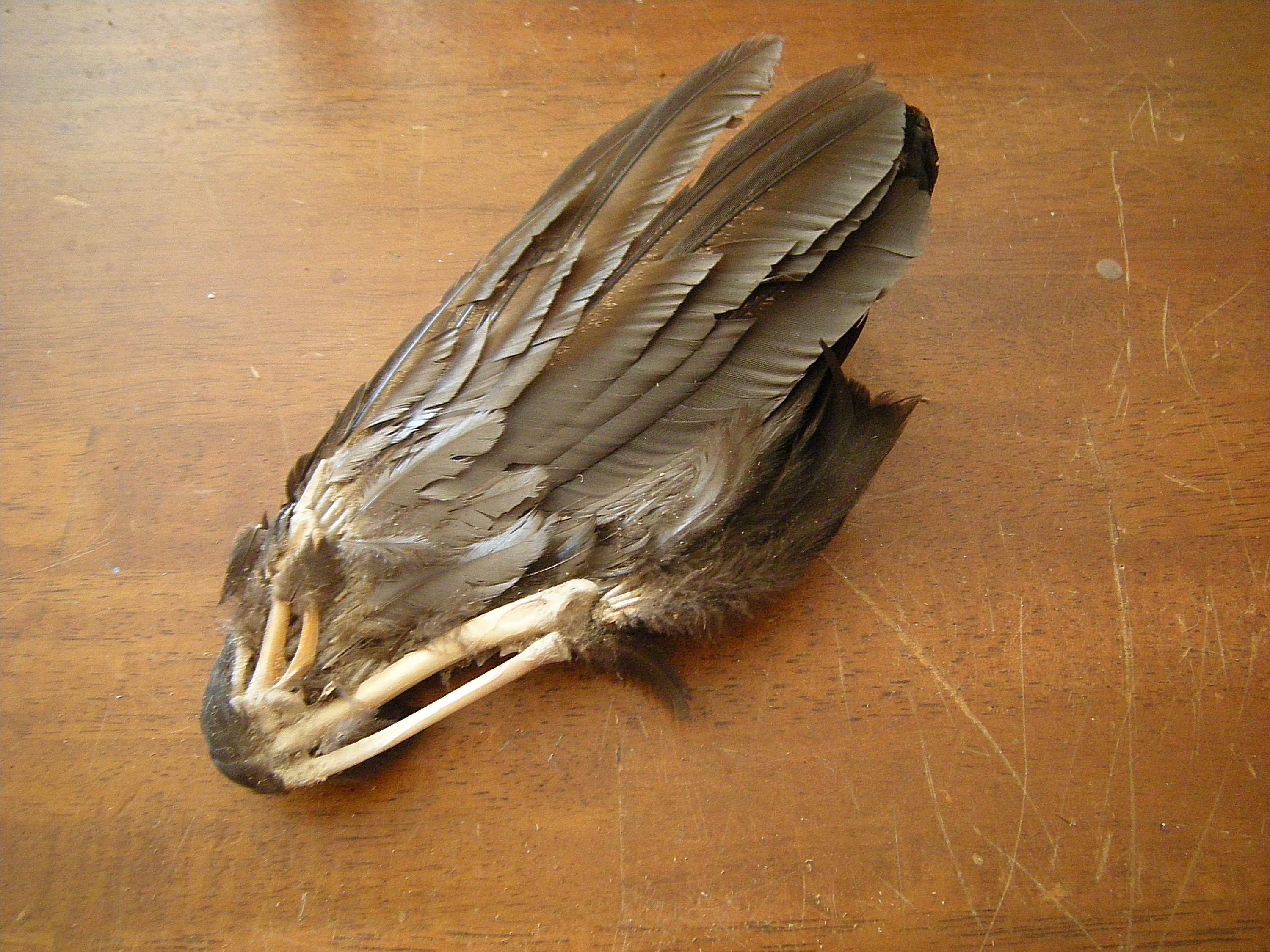 Real Bird Wing-wing and Bones-nature Found-taxidermy-curiosities-art ...