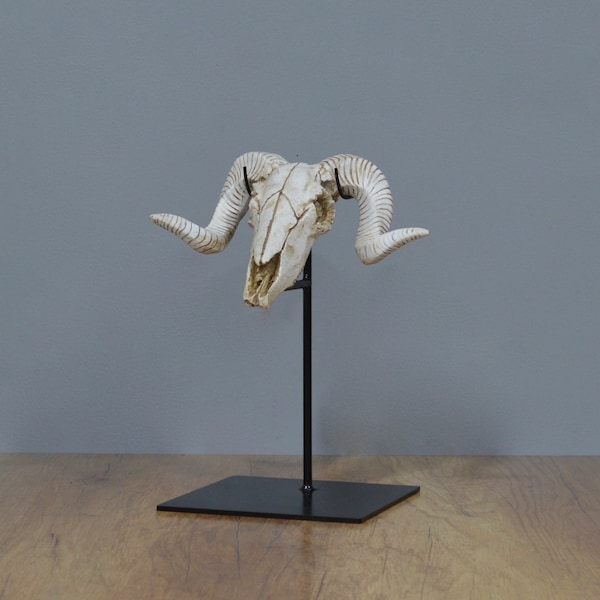 Animal Skull - Etsy