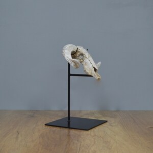 18 Metal Display Stand for Skull 8x8 Base - Etsy