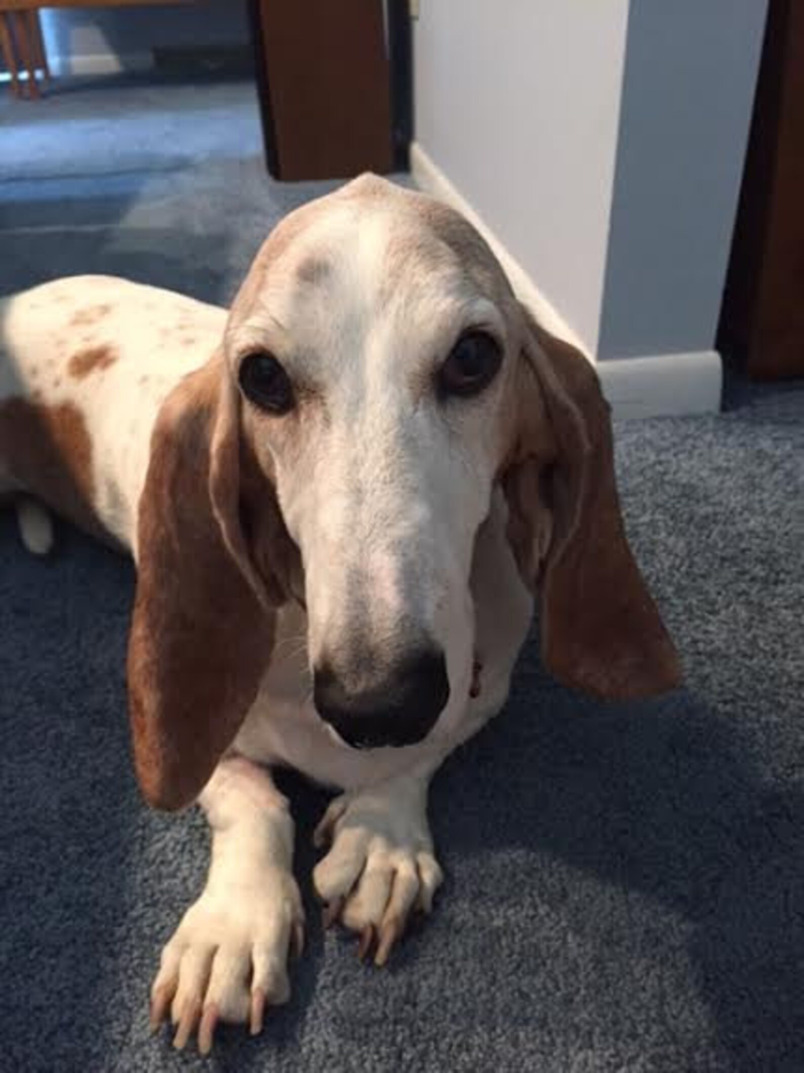 Basset Hound custom dog Painting pet portrait portrait | Etsy