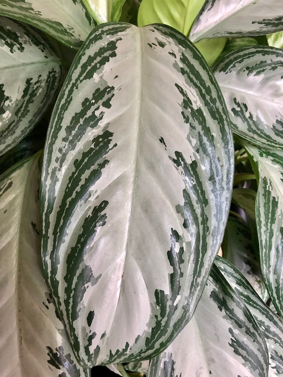 Aglaonema Silver Queen