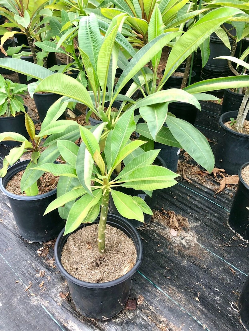 Dwarf Plumeria Plant – Compact Frangipani, Fragrant Tropical Blooms - Etsy