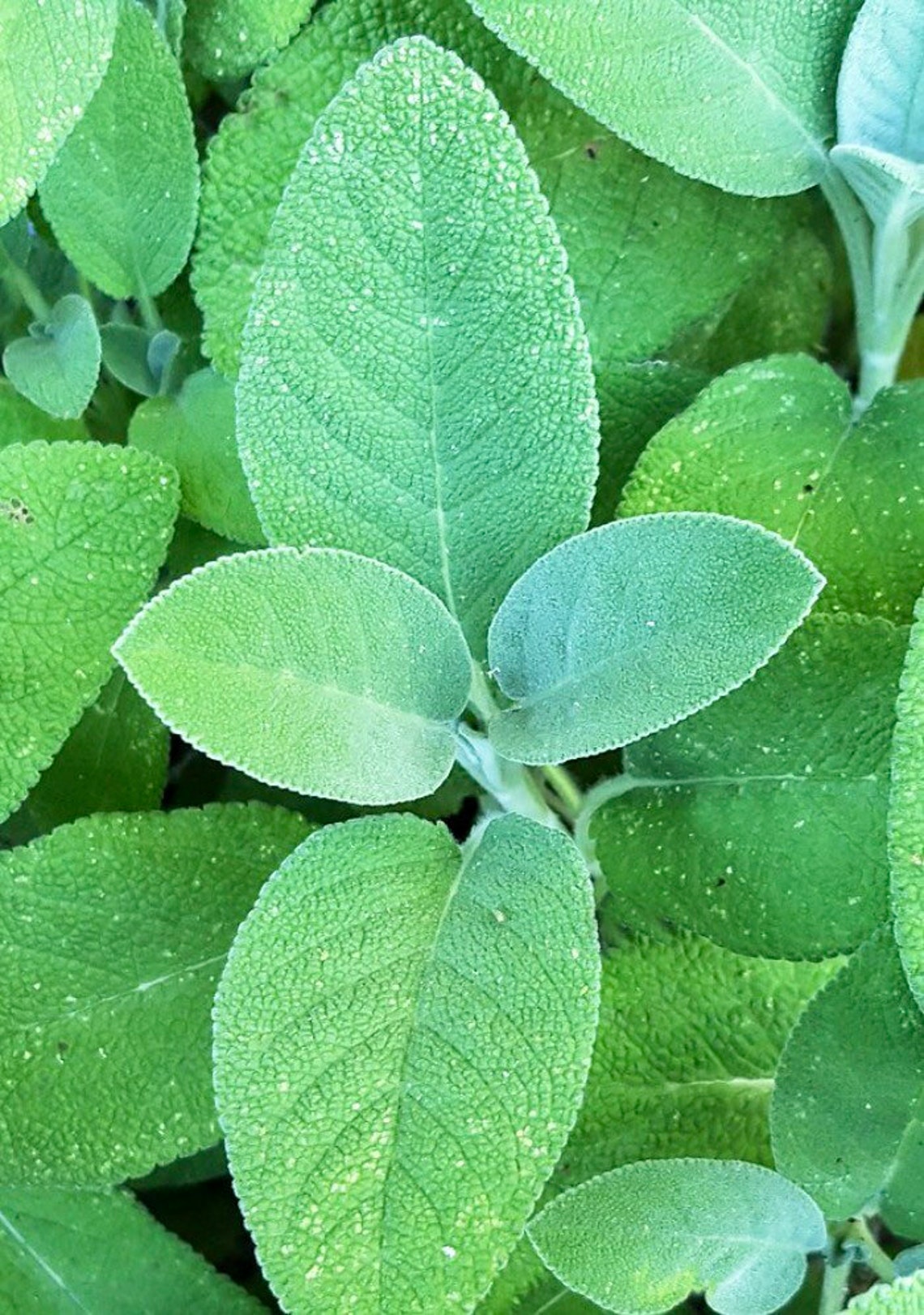 Garden Sage Herb Plant A Perfect Housewarming Gift OUR - Etsy