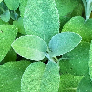 Garden Sage Herb Plant, A Perfect Housewarming Gift OUR GUARANTEE - Etsy