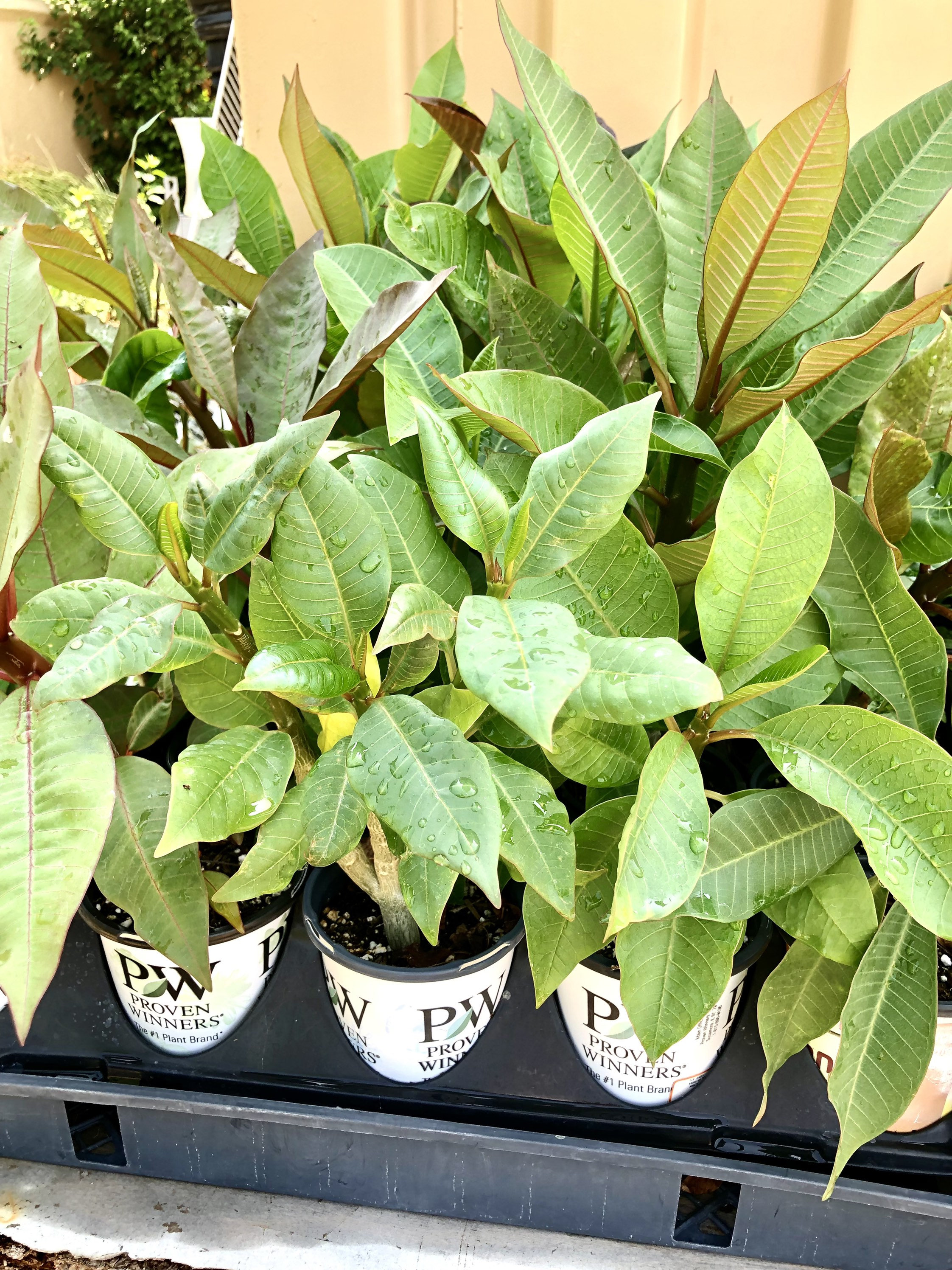 Plumeria Plant Puu Kahea A Perfect Gift OUR GUARANTEE - Etsy