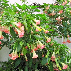 Brugmansia Angel Trumpet Plant | Fragrant Night Blooming Tropical ...