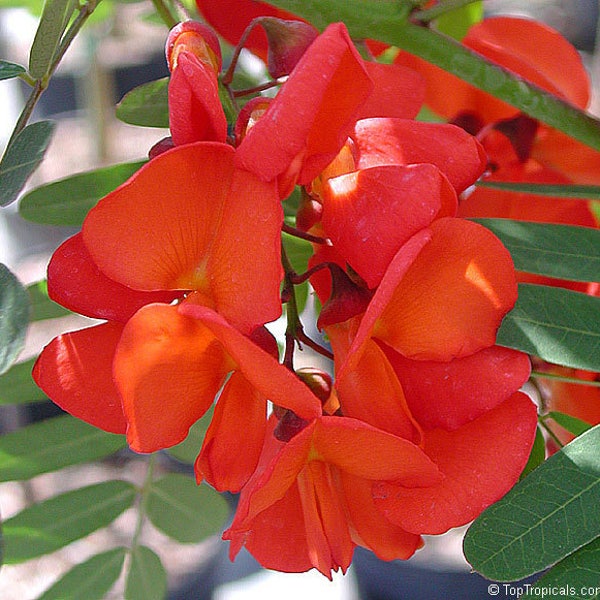 Wisteria Tree - Etsy