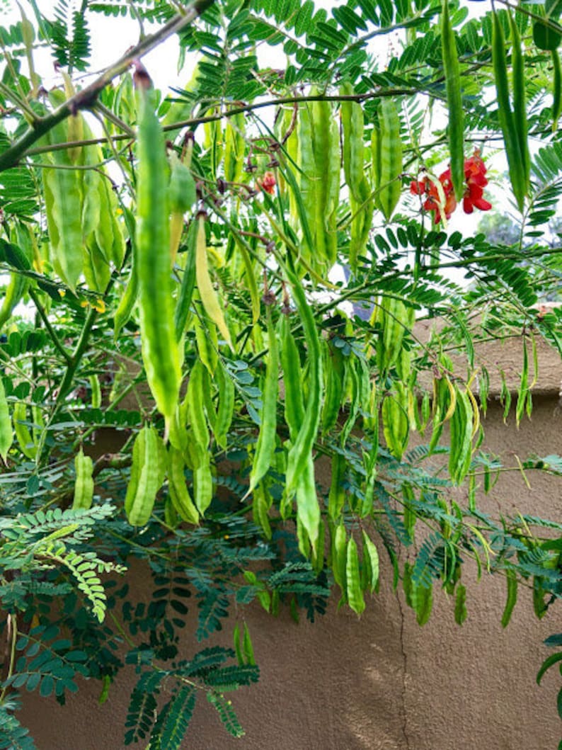 Plant Seeds Red Sesbania Punicea Easy to Grow OUR GUARANTEE - Etsy