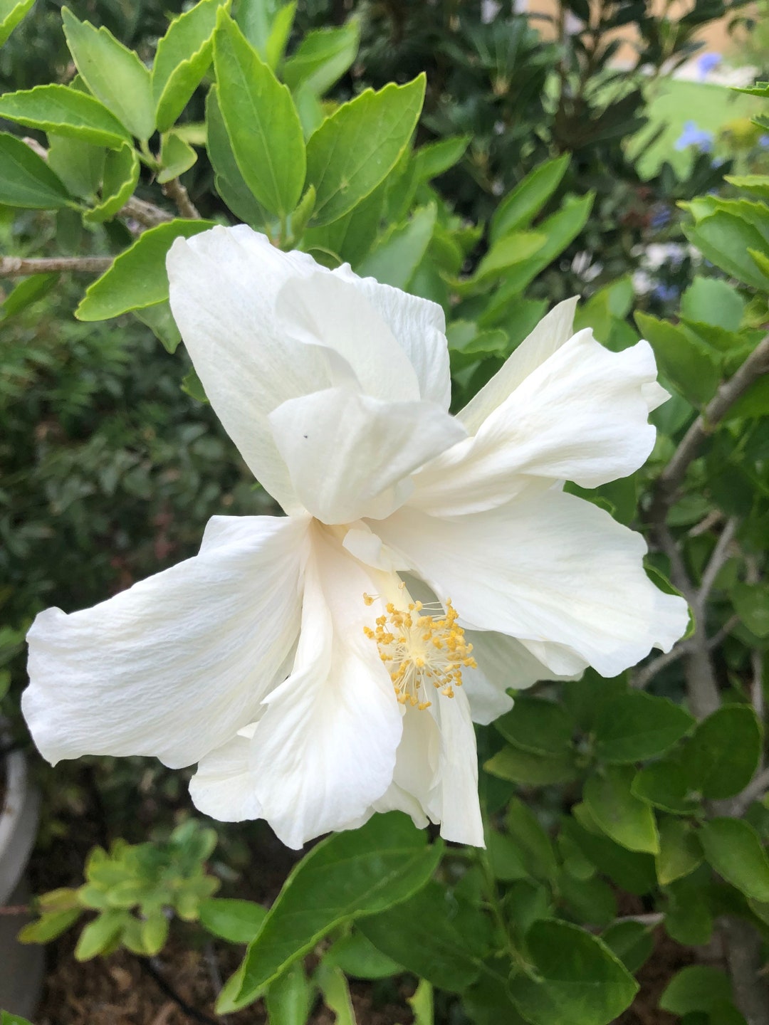 Live Hibiscus Plant: Tropical Blooms, Outdoor or Indoor Potted Flower ...