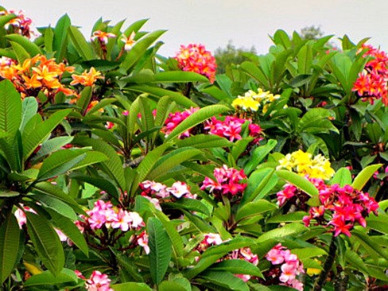 Dwarf Plumeria Plant – Compact Frangipani, Fragrant Tropical Blooms - Etsy