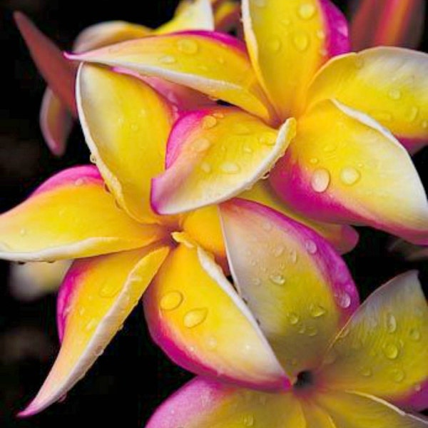Plumeria Plant - Etsy