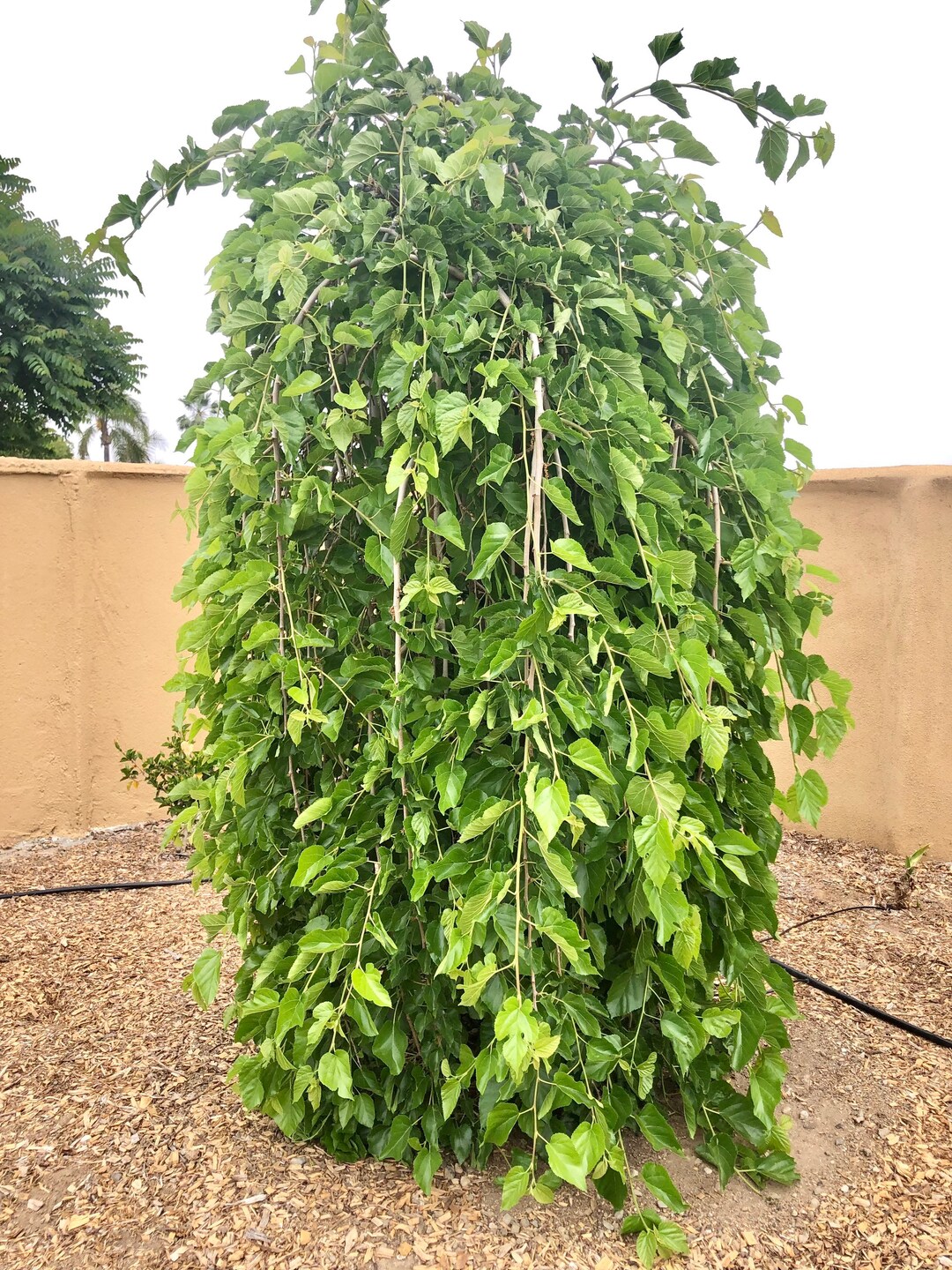 Weeping Mulberry Tree: Unique Ornamental Shade Tree - Live Starter ...