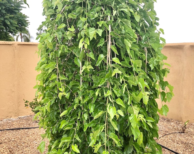 Weeping Mulberry Tree: Unique Ornamental Shade Tree - Live Starter ...