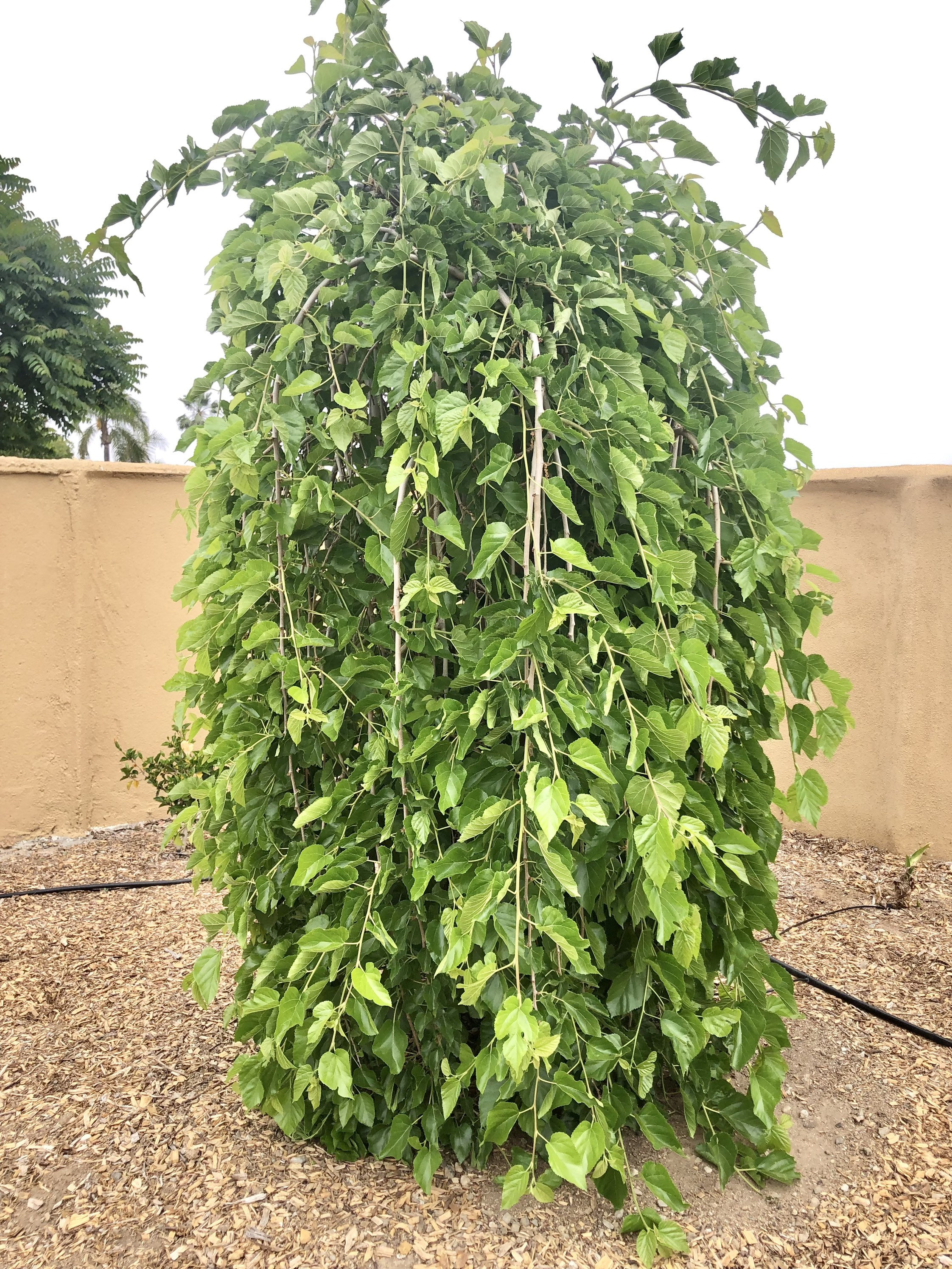 Weeping Mulberry Trees