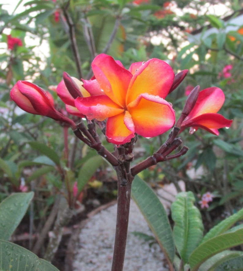 Dwarf Plumeria Plant – Compact Frangipani, Fragrant Tropical Blooms - Etsy