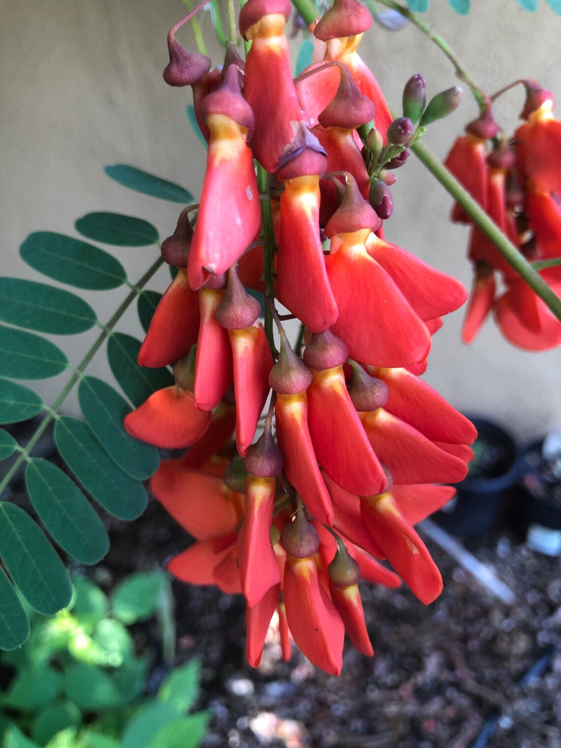 Scarlet Wisteria Tree – Sesbania Punicea Live Plant - Etsy