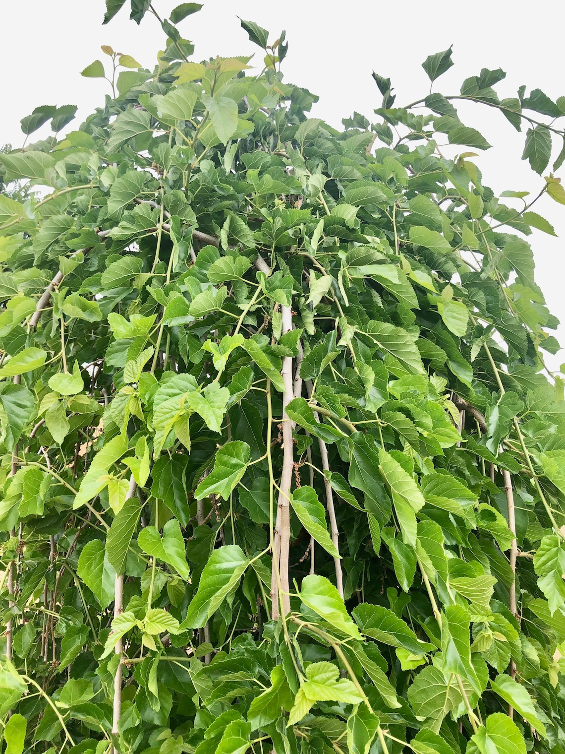 Dwarf Weeping Mulberry Tree | Morus Alba Pendula | Live Fruit Tree for ...