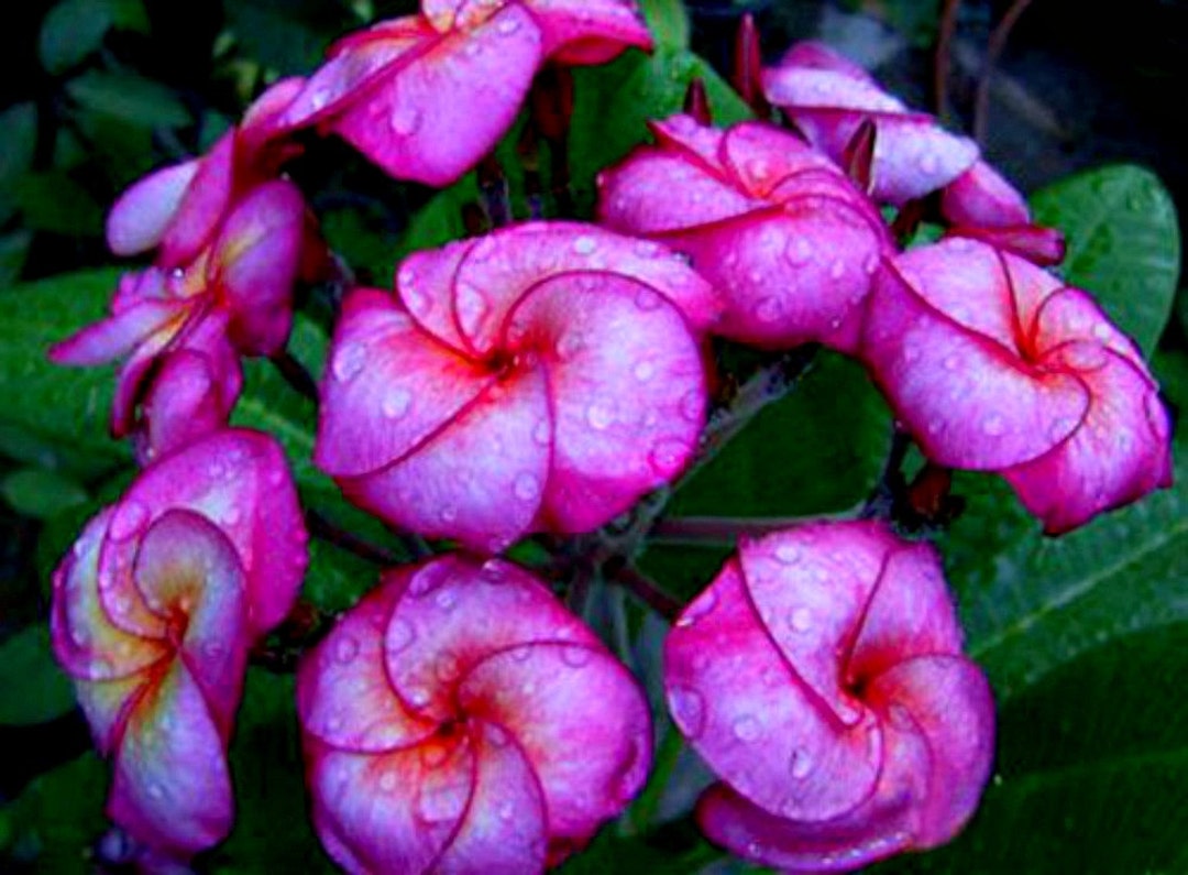 Rare Purple Plumeria Plant – Exotic Collector Frangipani Live Tropical ...