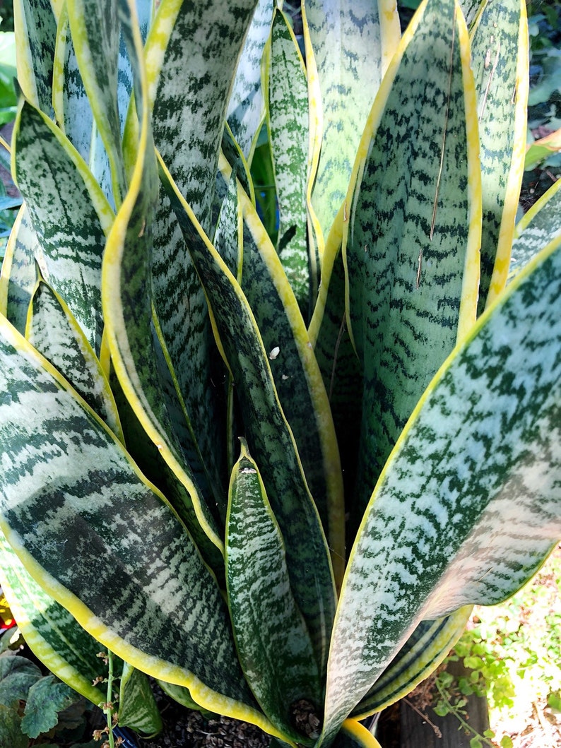 Sansevieria Snake Plant Live | Easy Care Indoor Houseplant, Low Light ...