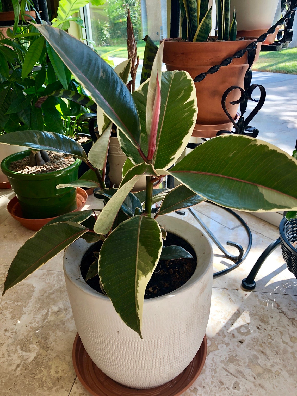 Rubber Plant A Great Indoor Houseplant OUR GUARANTEE | Etsy