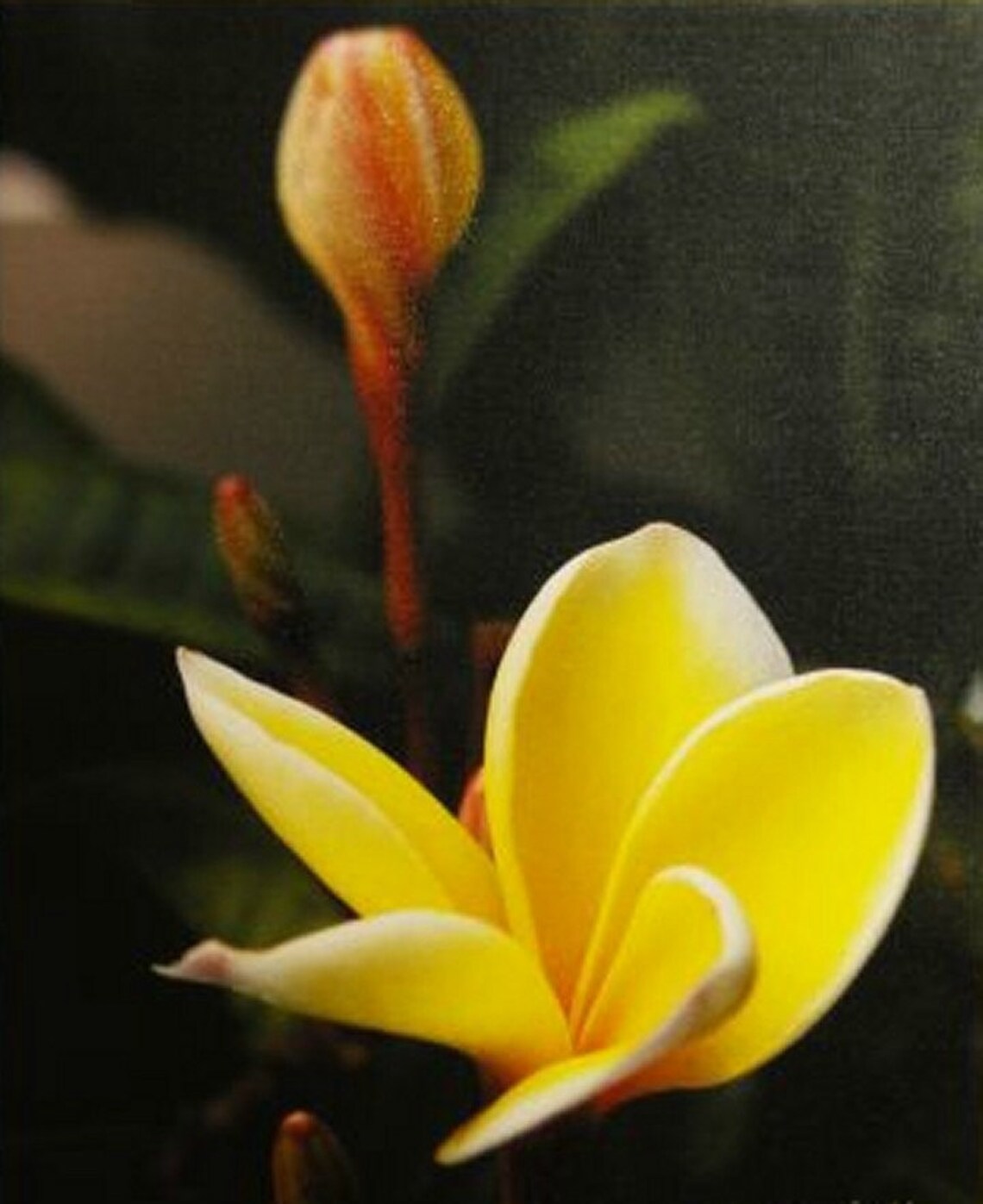 Fragrant Yellow Flowers Plumeria Plant A Perfect Gift OUR | Etsy